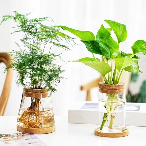 Vase soliflore transparent avec bouchon liège en Verre | Vase Cute